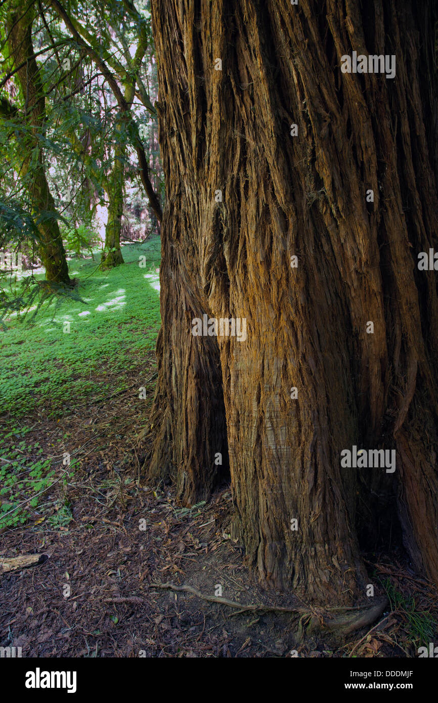 Redwood trees at Muir Woods National Monument in Marin County ...