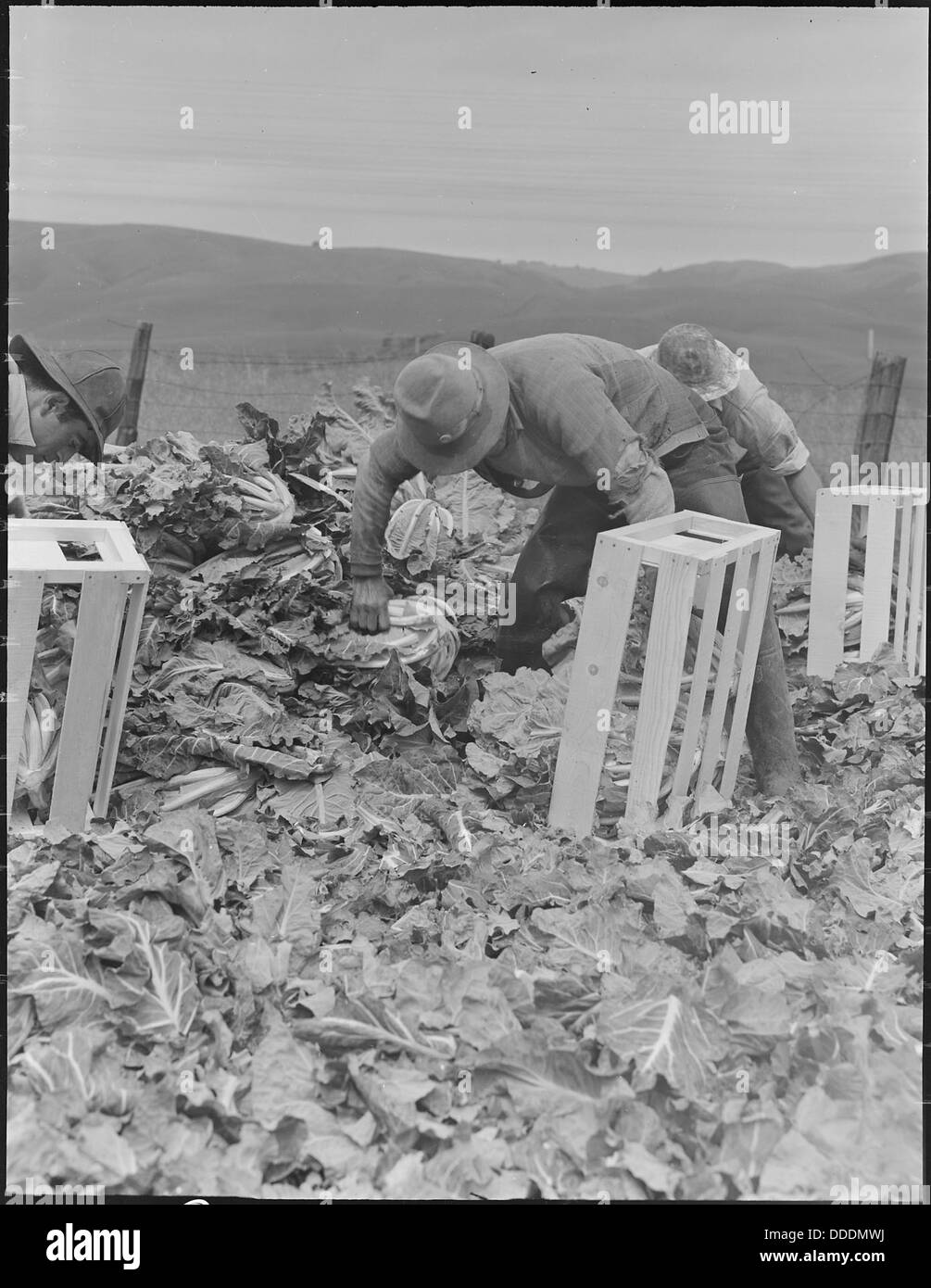 Farm workers work on Black and White Stock Photos & Images - Alamy
