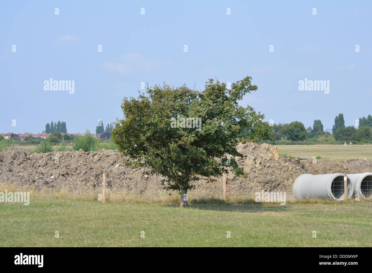 a tree with roadworks by it Stock Photo - Alamy