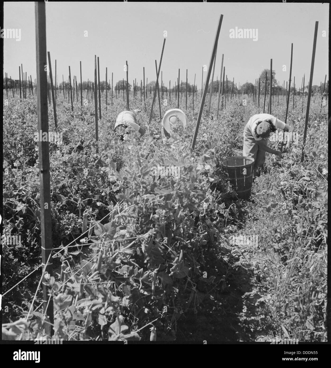 Migrant japanese workers Black and White Stock Photos & Images - Alamy
