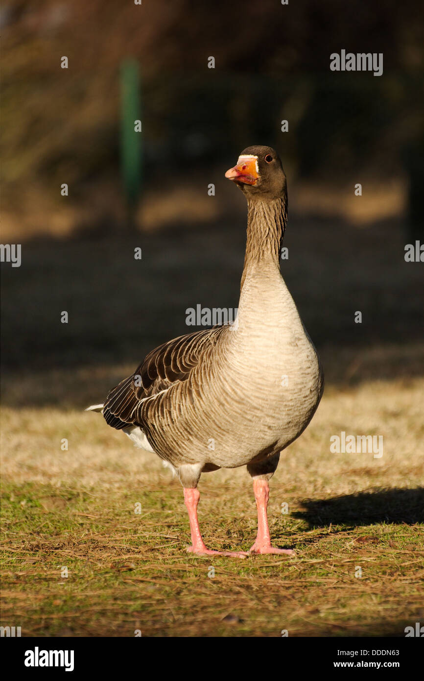 Injured goose hi-res stock photography and images - Alamy