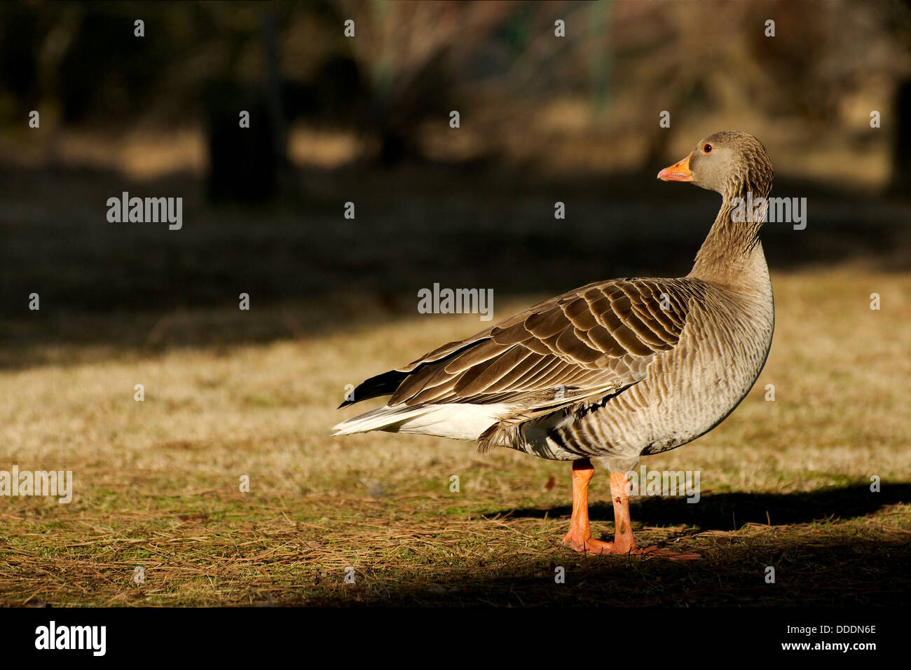 Injured goose injured bird hi-res stock photography and images - Alamy