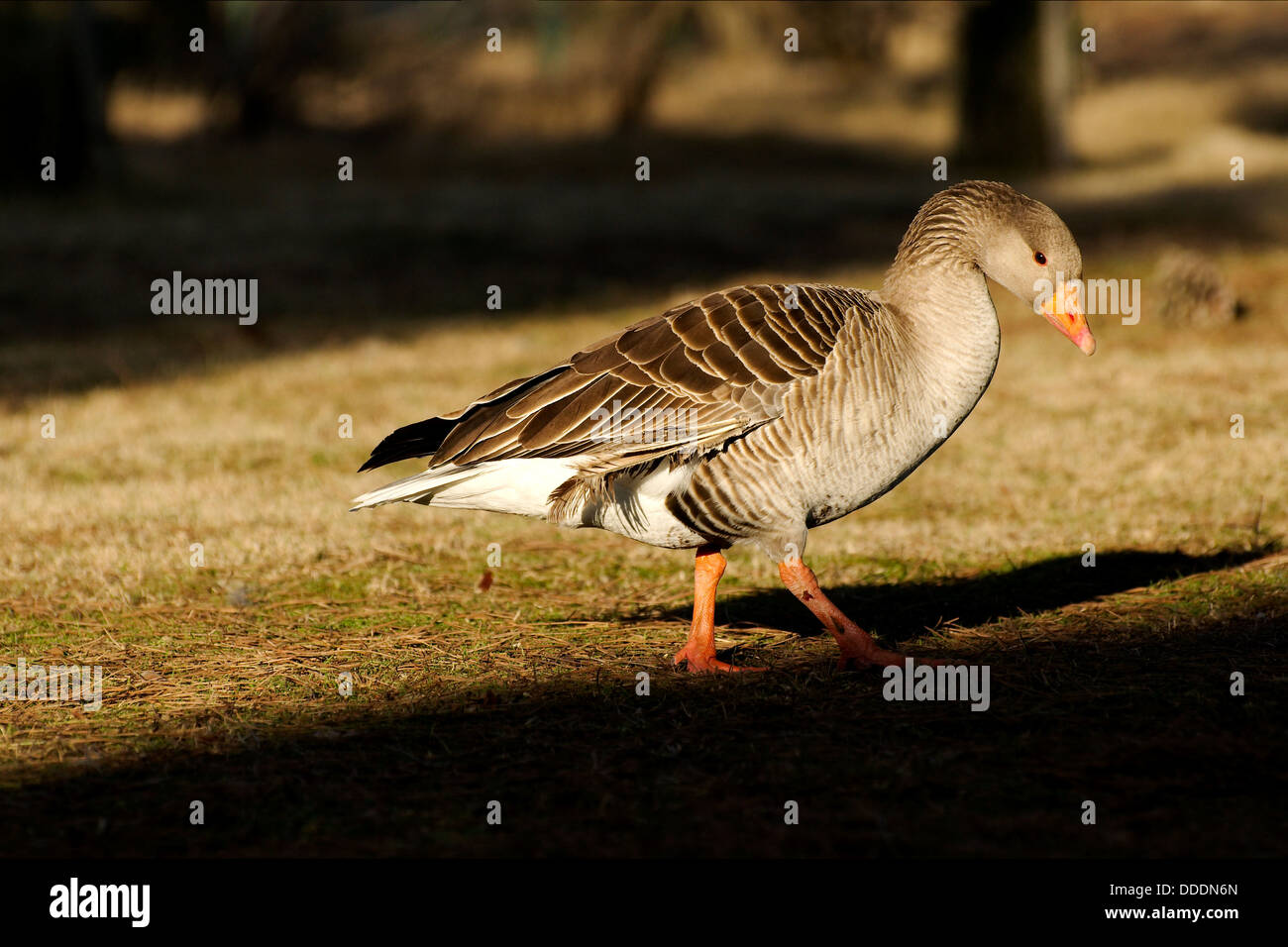 Injured goose injured bird hi-res stock photography and images - Alamy