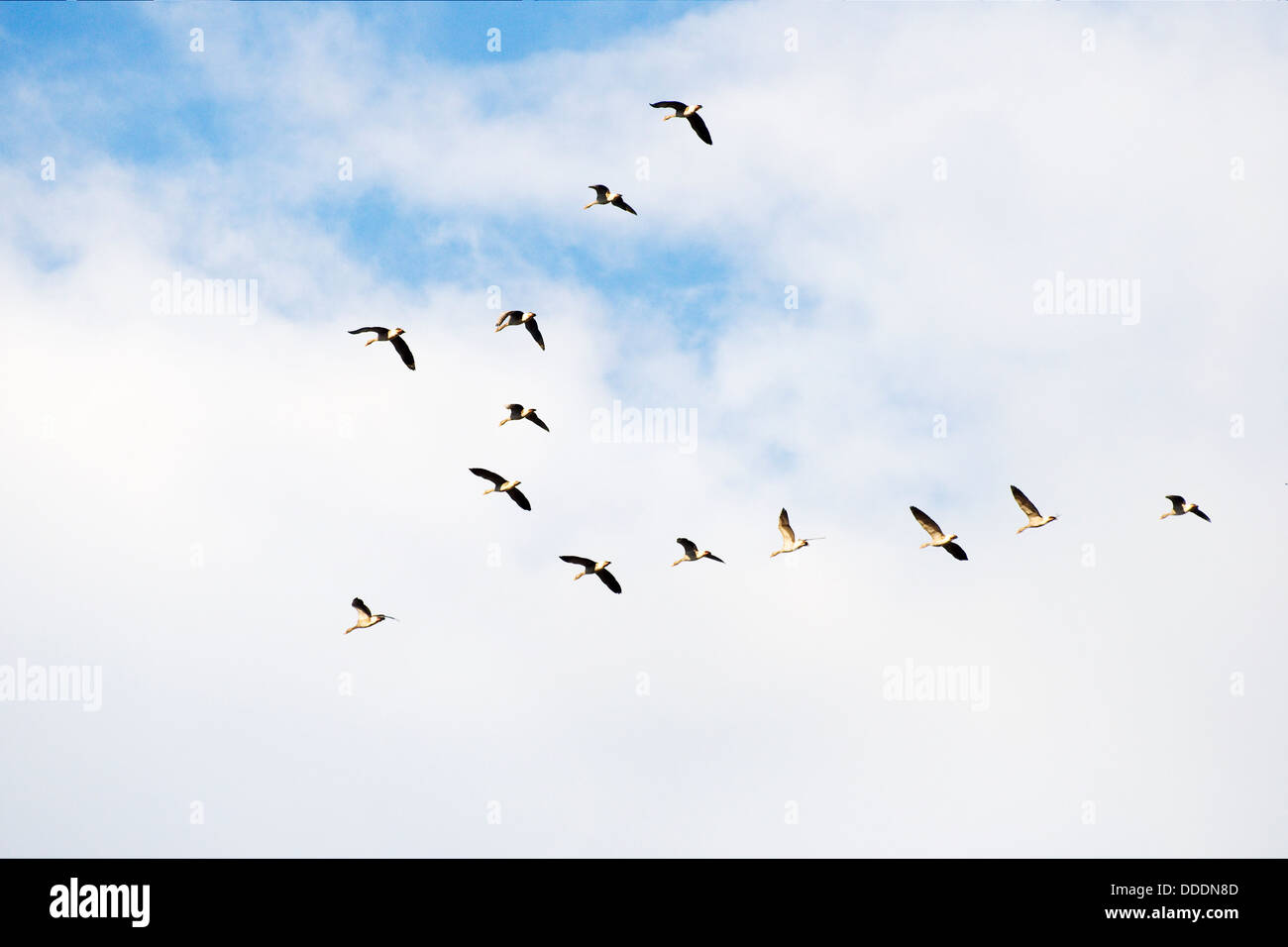 Geese flying formation hi-res stock photography and images - Alamy