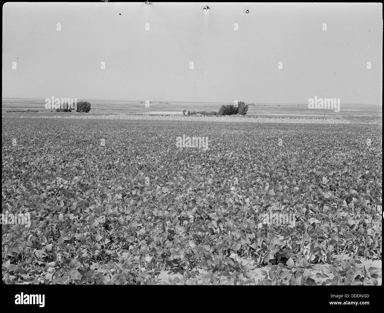 A farm situated a few miles south of the Minidoka War Relocation ...
