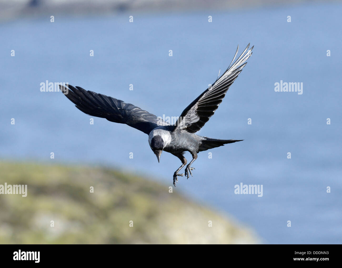 Jackdaws flying hi-res stock photography and images - Alamy