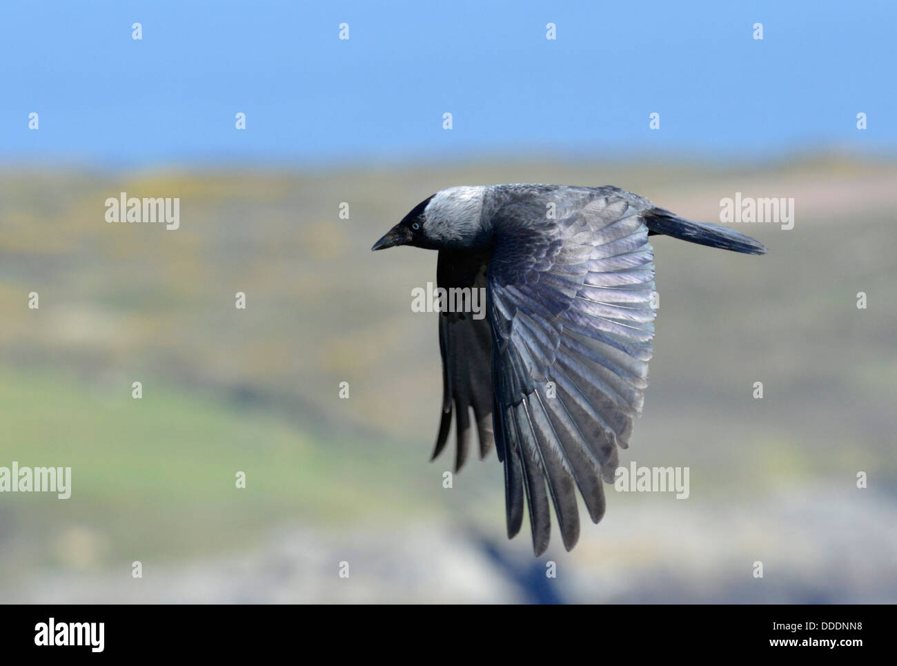 Jackdaws in flight hi-res stock photography and images - Alamy