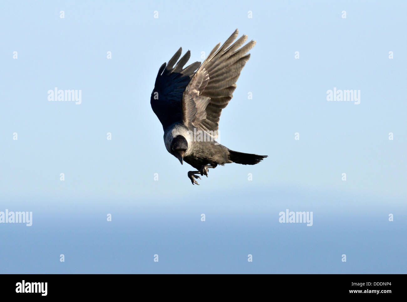 Jackdaw (Corvus monedula) in flight Stock Photo - Alamy