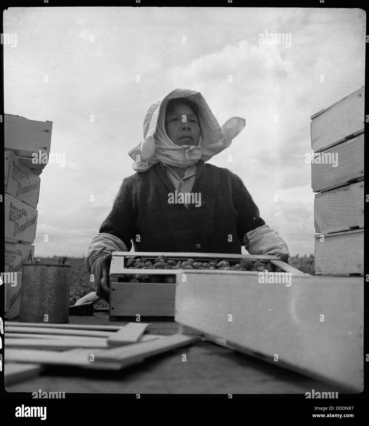 Florin, California. Packing strawberries prior to evacuation of ...