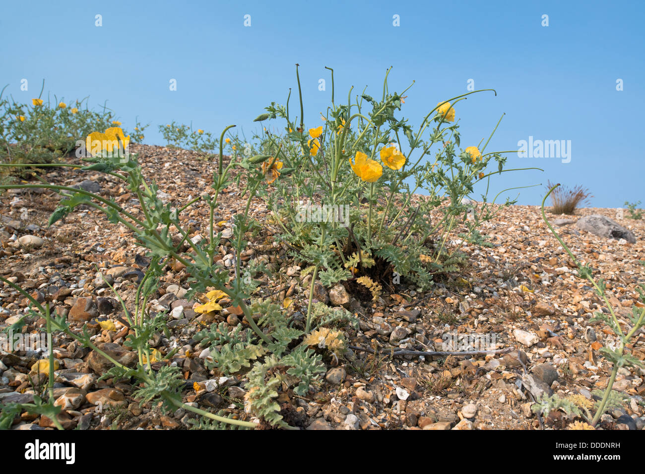 Yellow Horned-poppy (Glaucium flavum) on the shingle of Hurst Spit ...