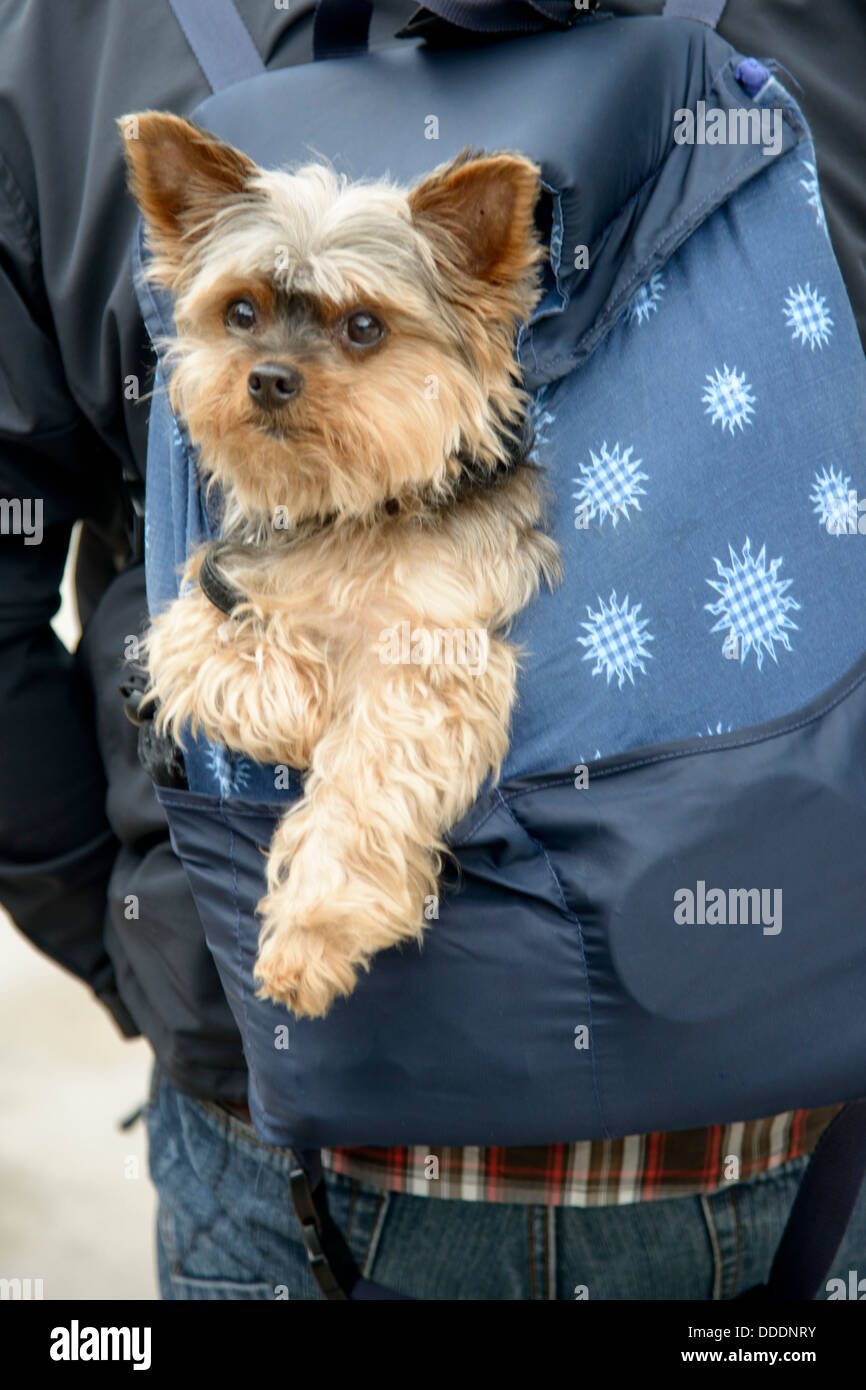 Dog in Backpack Stock Photo - Alamy