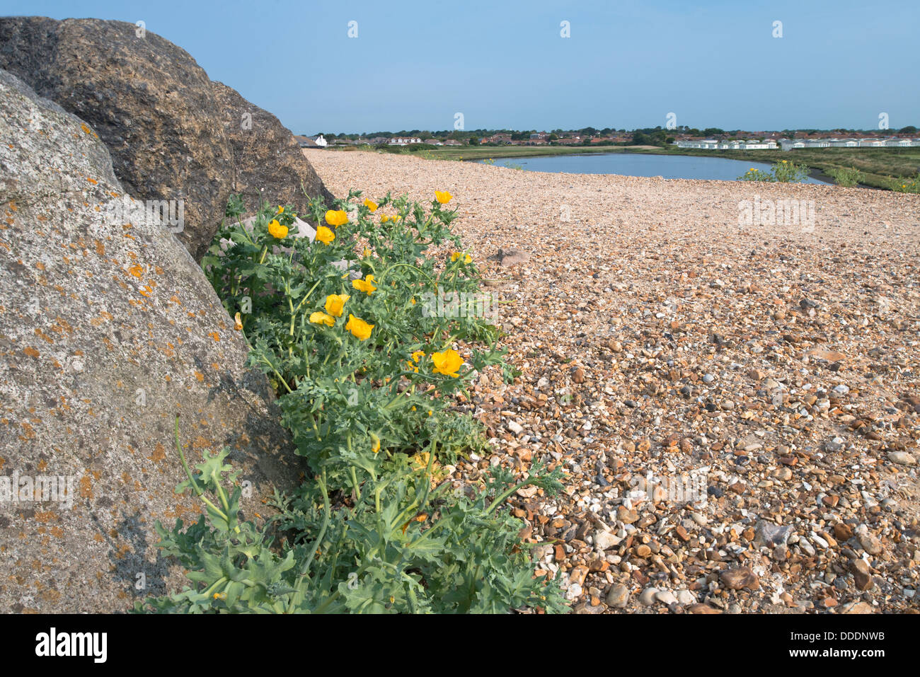 Yellow Horned-poppy (Glaucium flavum) on the shingle of Hurst Spit ...