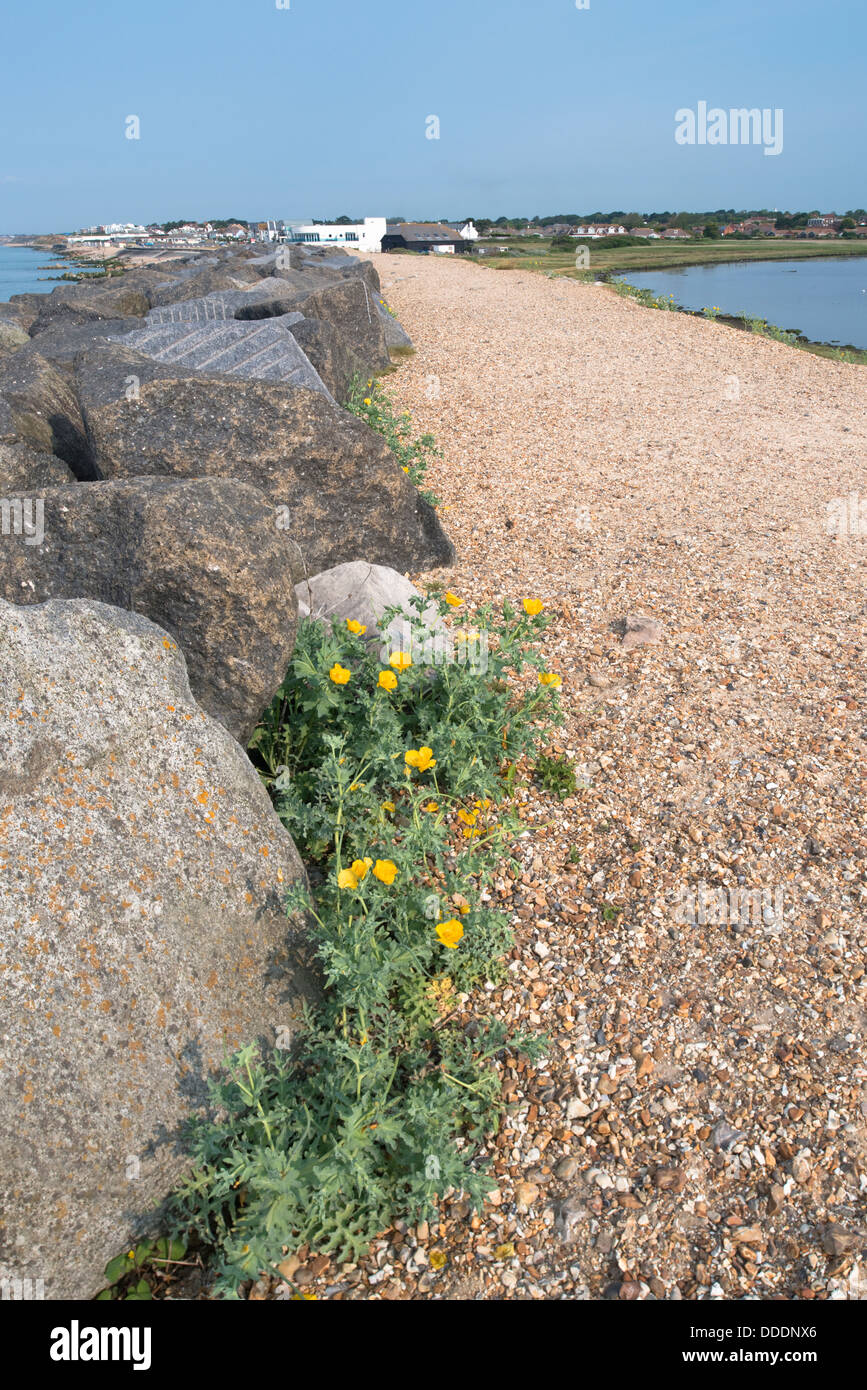 Yellow Horned-poppy (Glaucium flavum) on the shingle of Hurst Spit ...