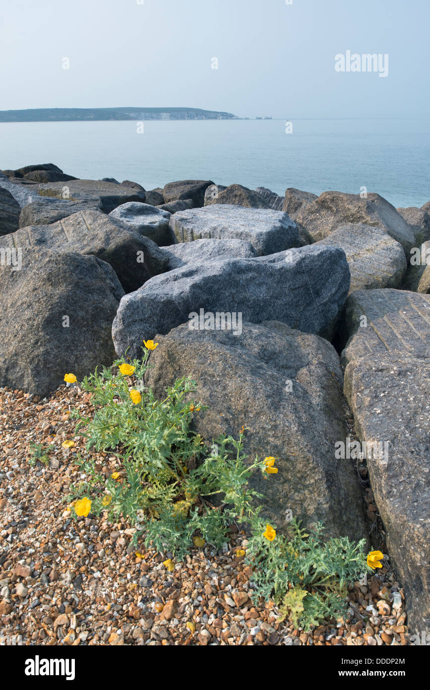Yellow Horned-poppy (Glaucium flavum) on the shingle of Hurst Spit ...
