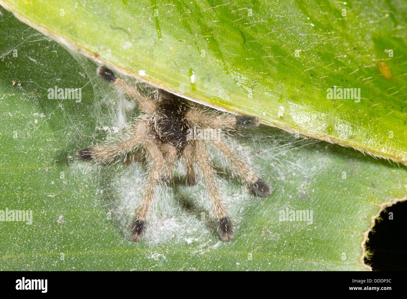 Amazon rainforest tarantula hi-res stock photography and images - Alamy