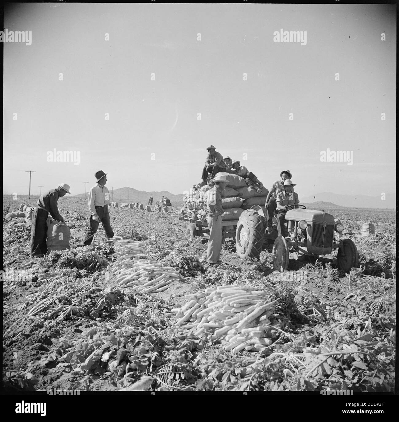 This photograph depicts evacuee farmers harvesting Daikon at the Gila ...