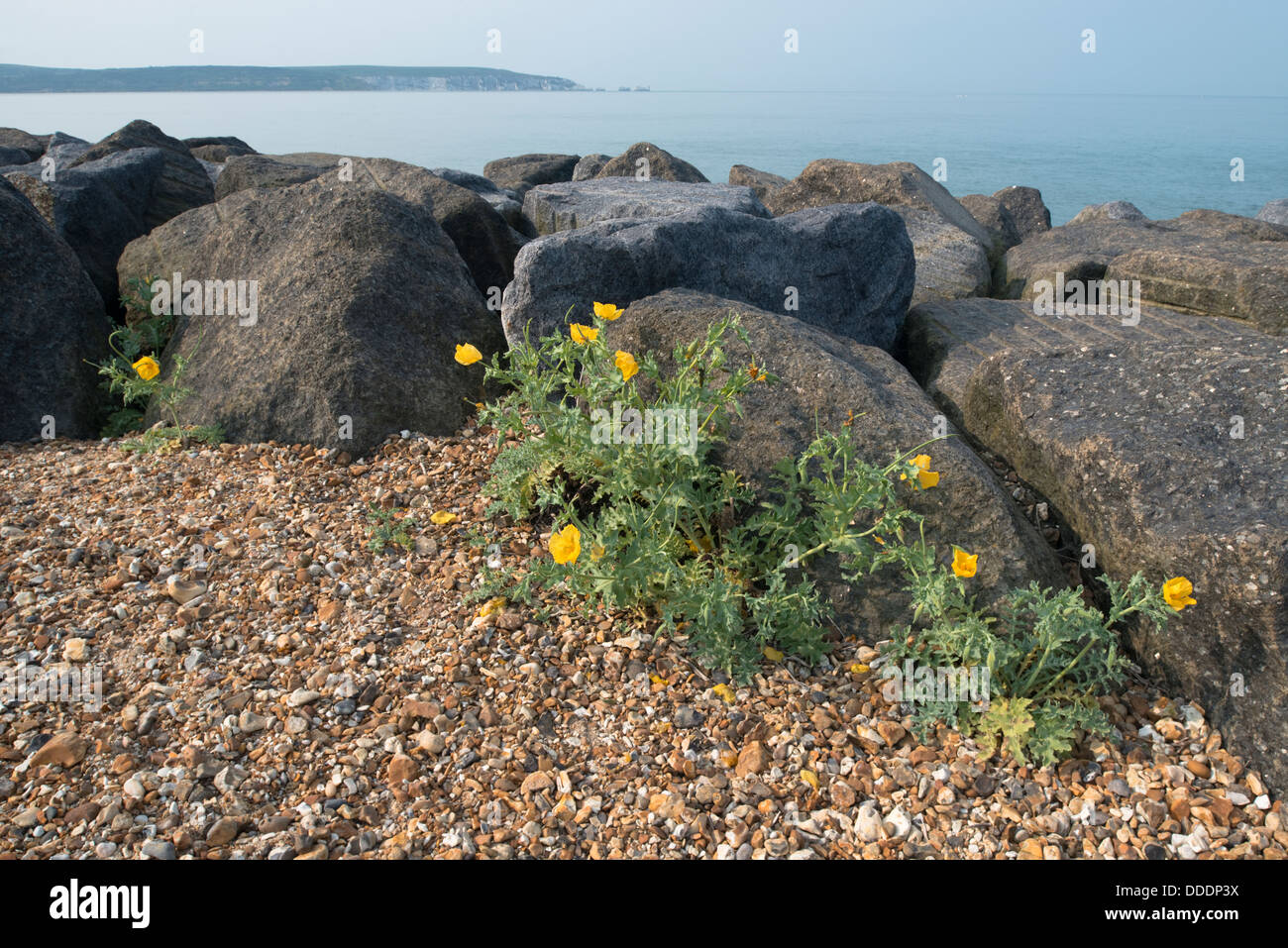 Yellow Horned-poppy (Glaucium flavum) on the shingle of Hurst Spit ...