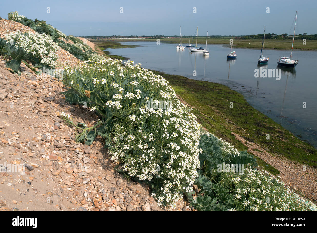 Crambe flowers shingle beach hi-res stock photography and images - Alamy