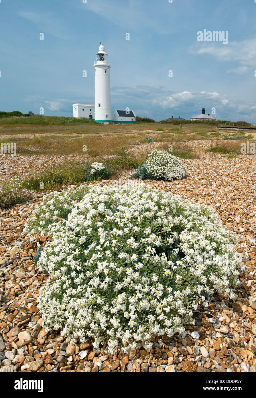 Crambe flowers shingle beach hi-res stock photography and images - Alamy