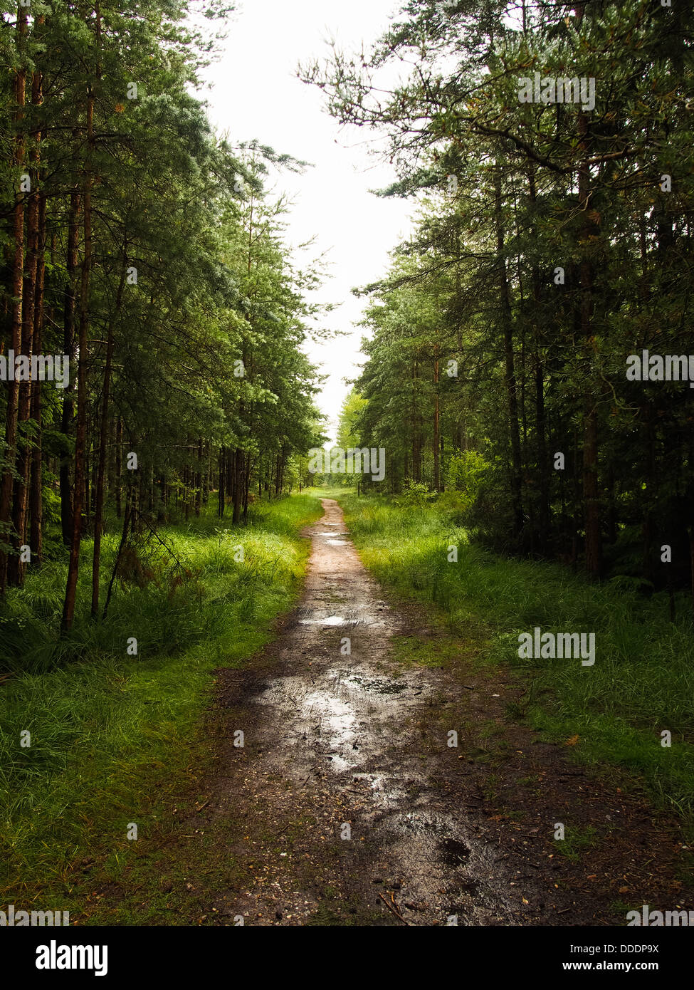 A path through a forest with puddles scattered across the surface Stock ...