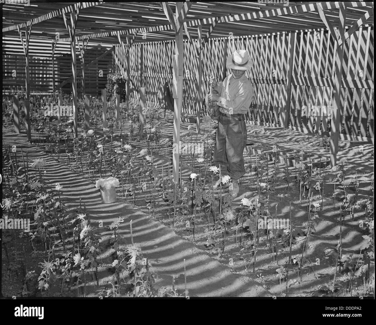 At the Gila River Relocation Center in Rivers, Arizona, individuals ...