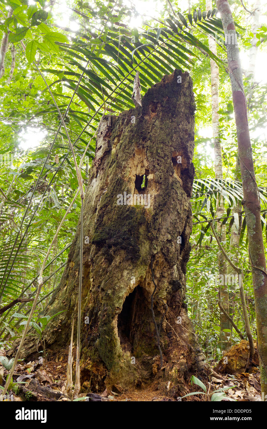 Spooky looking decomposing tree stump in rainforest, Ecuador, with ...