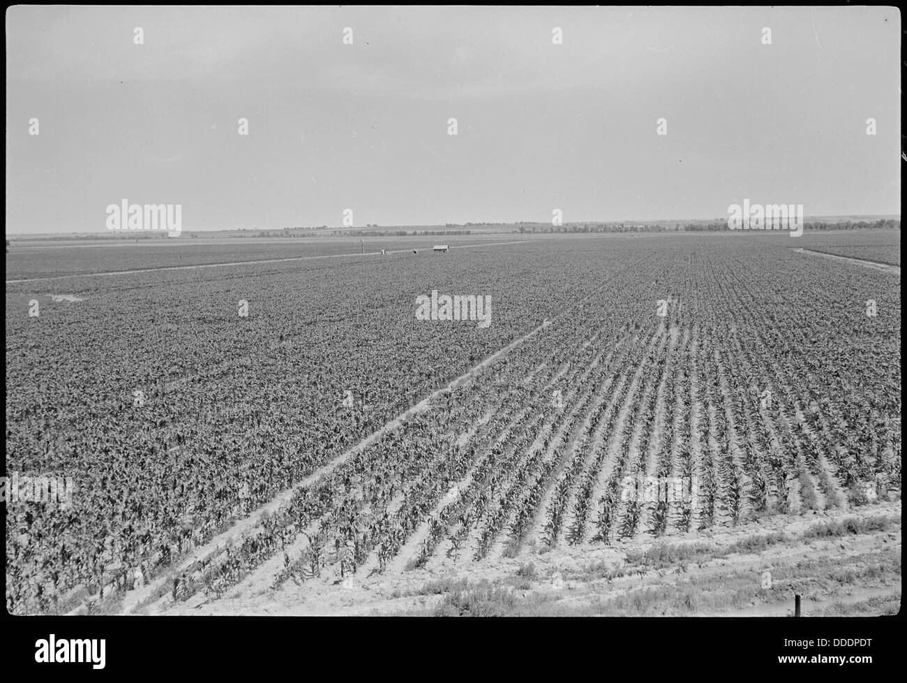 A field of corn on the Granada Project Farm at the Granada Relocation ...