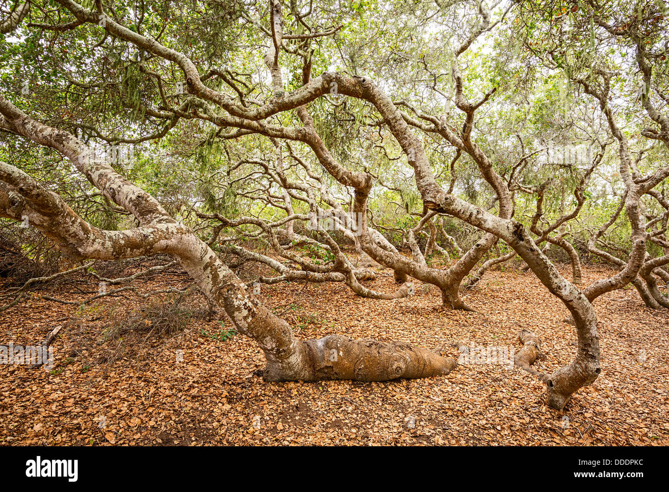 Elfin tree hi-res stock photography and images - Alamy