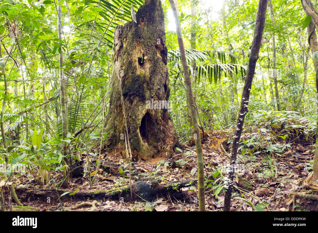 Spooky looking decomposing tree stump in rainforest, Ecuador, with ...