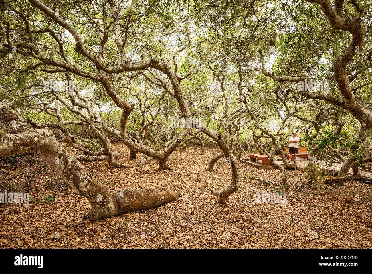 The magical El Moro Elfin Forest Stock Photo - Alamy