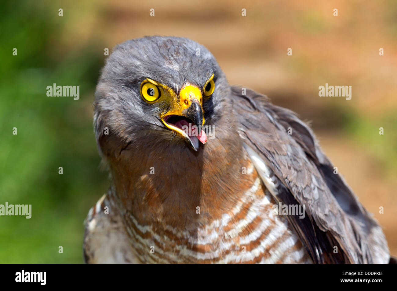 Roadside Hawk (Buteo magnirostris) in the Ecuadorian Amazon Stock Photo ...