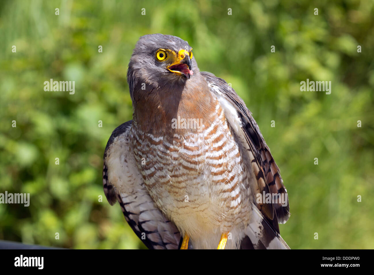 Roadside Hawk (Buteo magnirostris) in the Ecuadorian Amazon Stock Photo ...