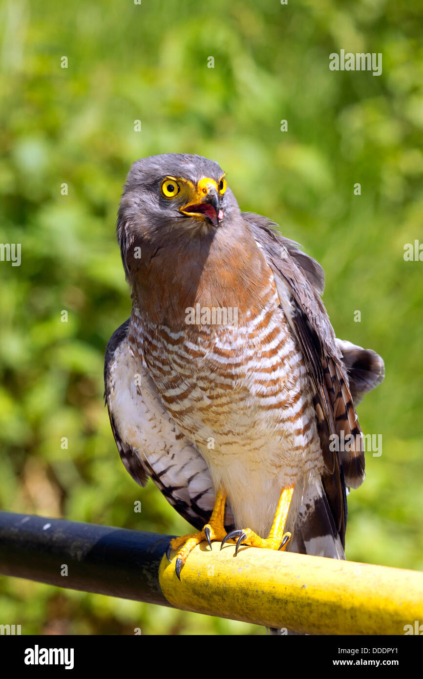 Roadside Hawk (Buteo magnirostris) in the Ecuadorian Amazon Stock Photo ...