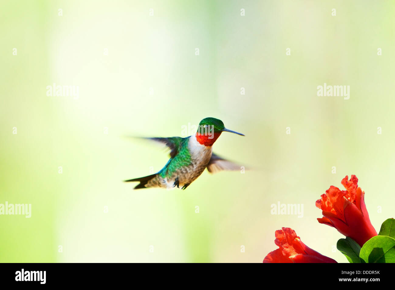 Beautiful male hummingbird with green back and red chest flying towards ...