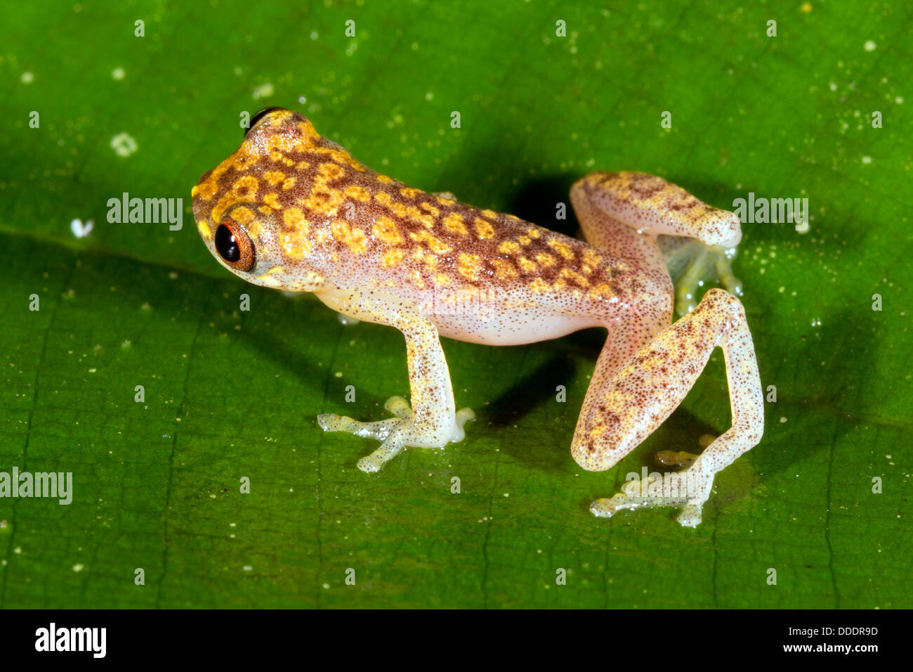 Yellow spotted tree frog hi-res stock photography and images - Alamy