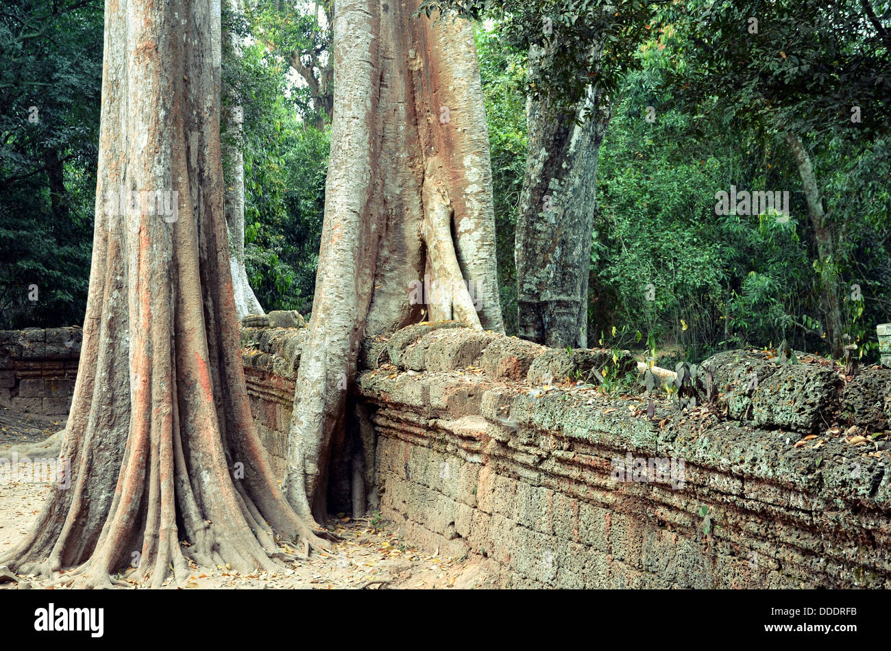 Ta Prom Temple at Angkor cambodia Stock Photo - Alamy