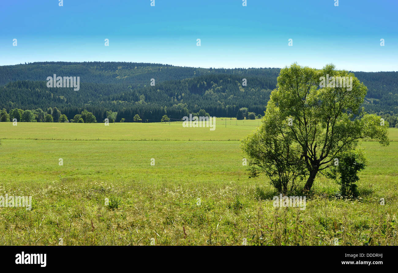 Lonely Tree in a Yellow Field Stock Photo - Alamy