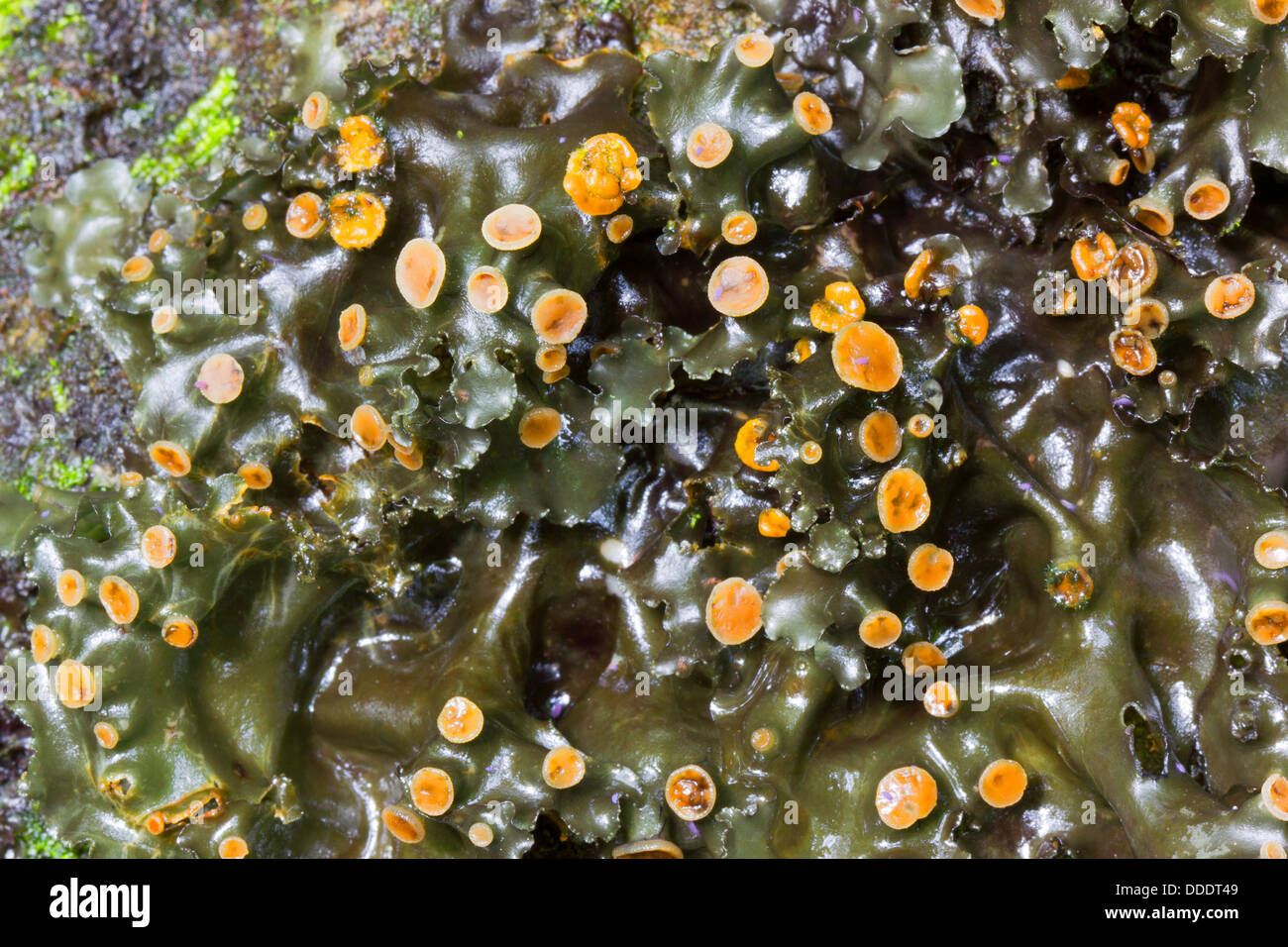 Thalloid liverwort growing in rainforest in Western Ecuador Stock Photo ...