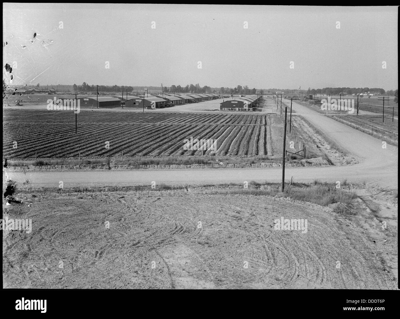 At the Jerome Relocation Center in Dermott, Arkansas, radishes and ...