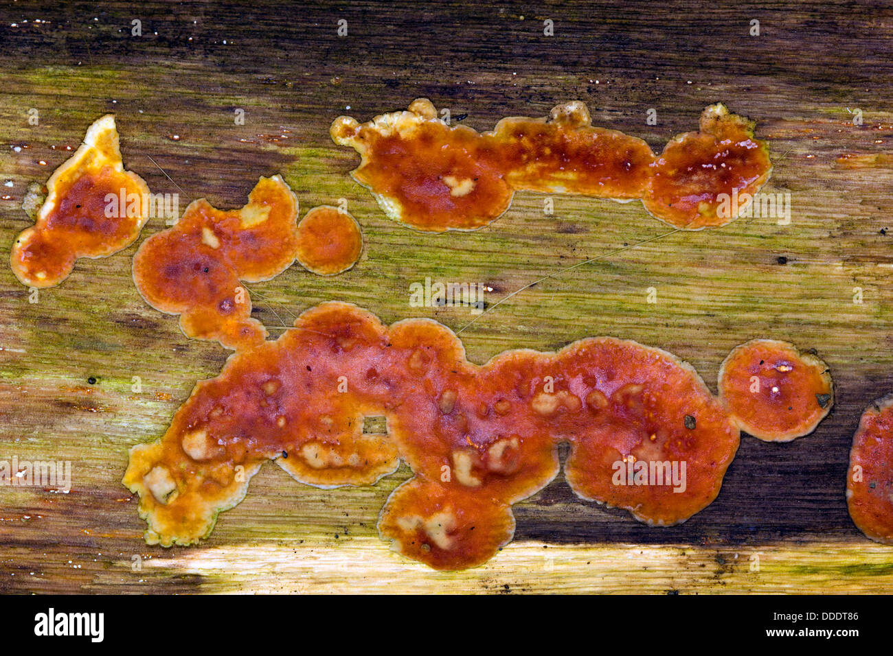 An unusual crustose fungus on a rainforest log, Ecuador Stock Photo - Alamy