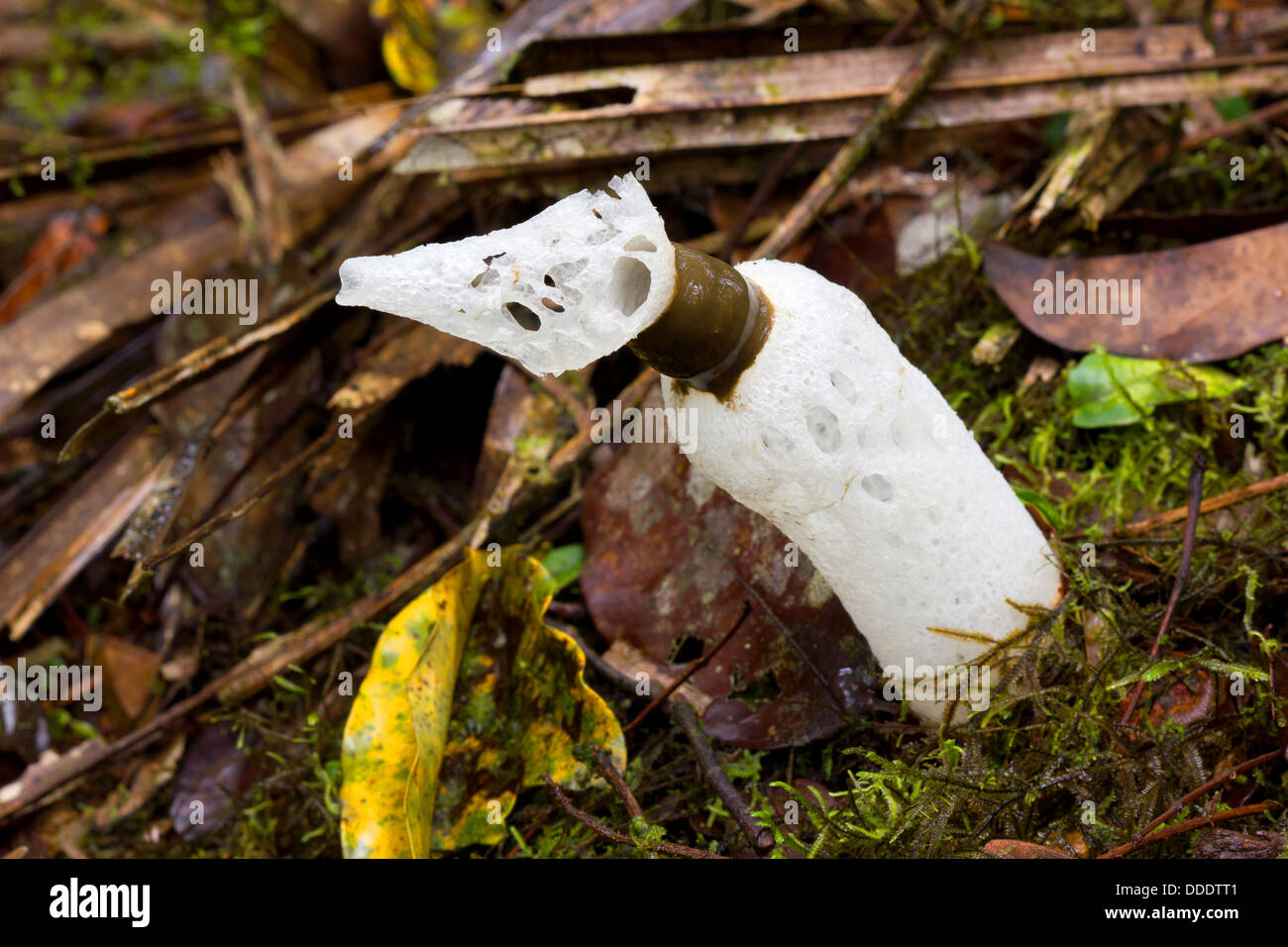 The Strangled Stinkhorn (Staheliomyces cinctus) growing in cloudforest ...