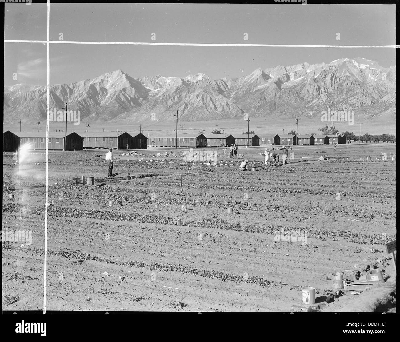 At the Manzanar Relocation Center in California, hobby gardens were ...