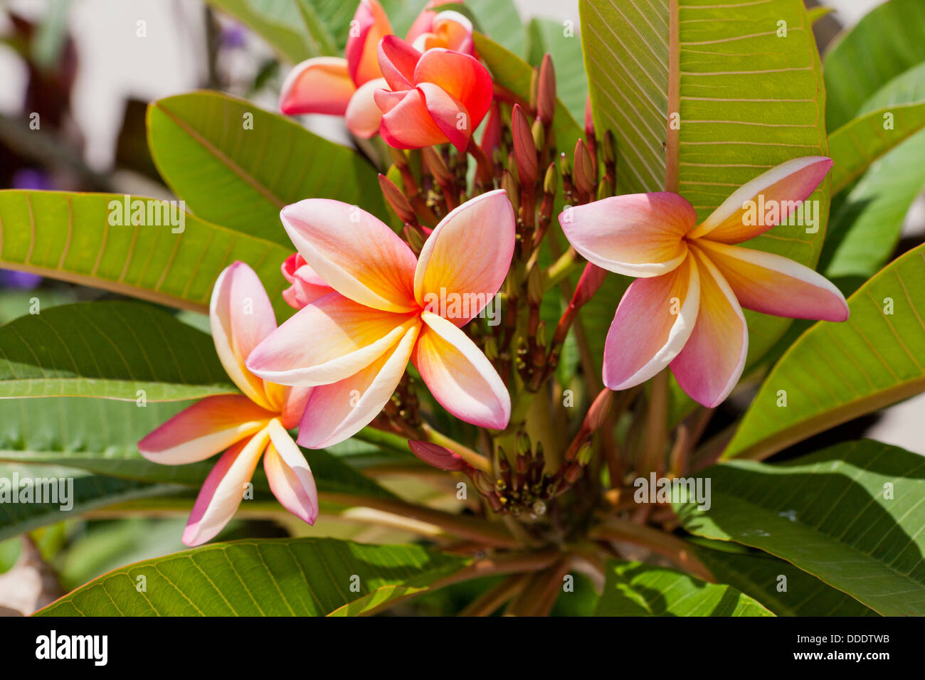 Plumeria flower hi-res stock photography and images - Alamy