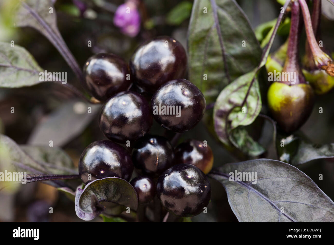 Variegated chili peppers (Black Pearl) - Capsicum annuum Stock Photo ...