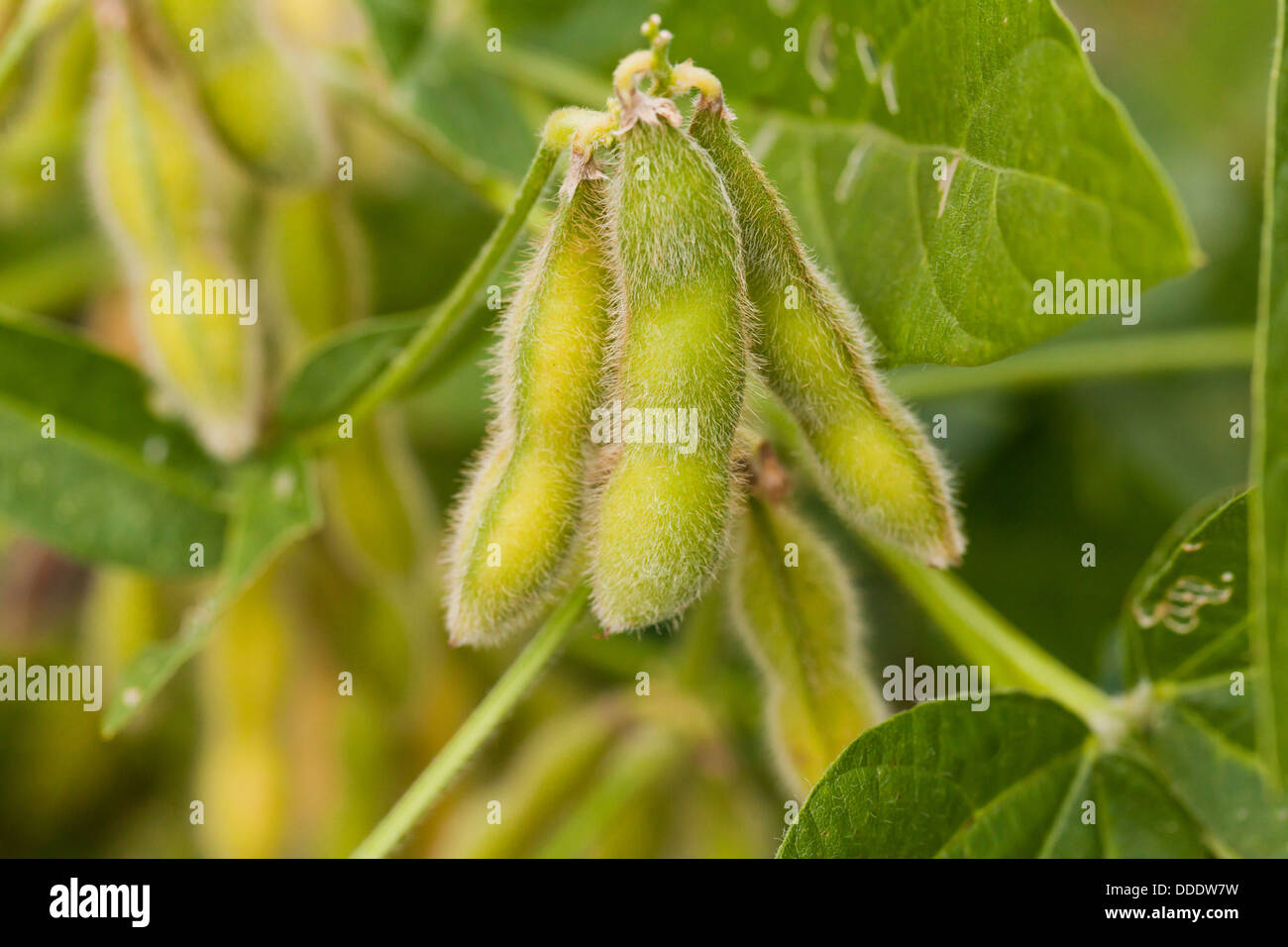 Soybean pods on branch (Glycine max Stock Photo - Alamy