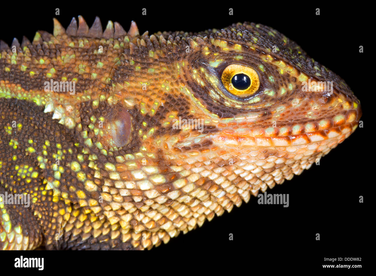 Red-eyed wood lizard (Enylioides oshaughnessyi) in Western Ecuador ...