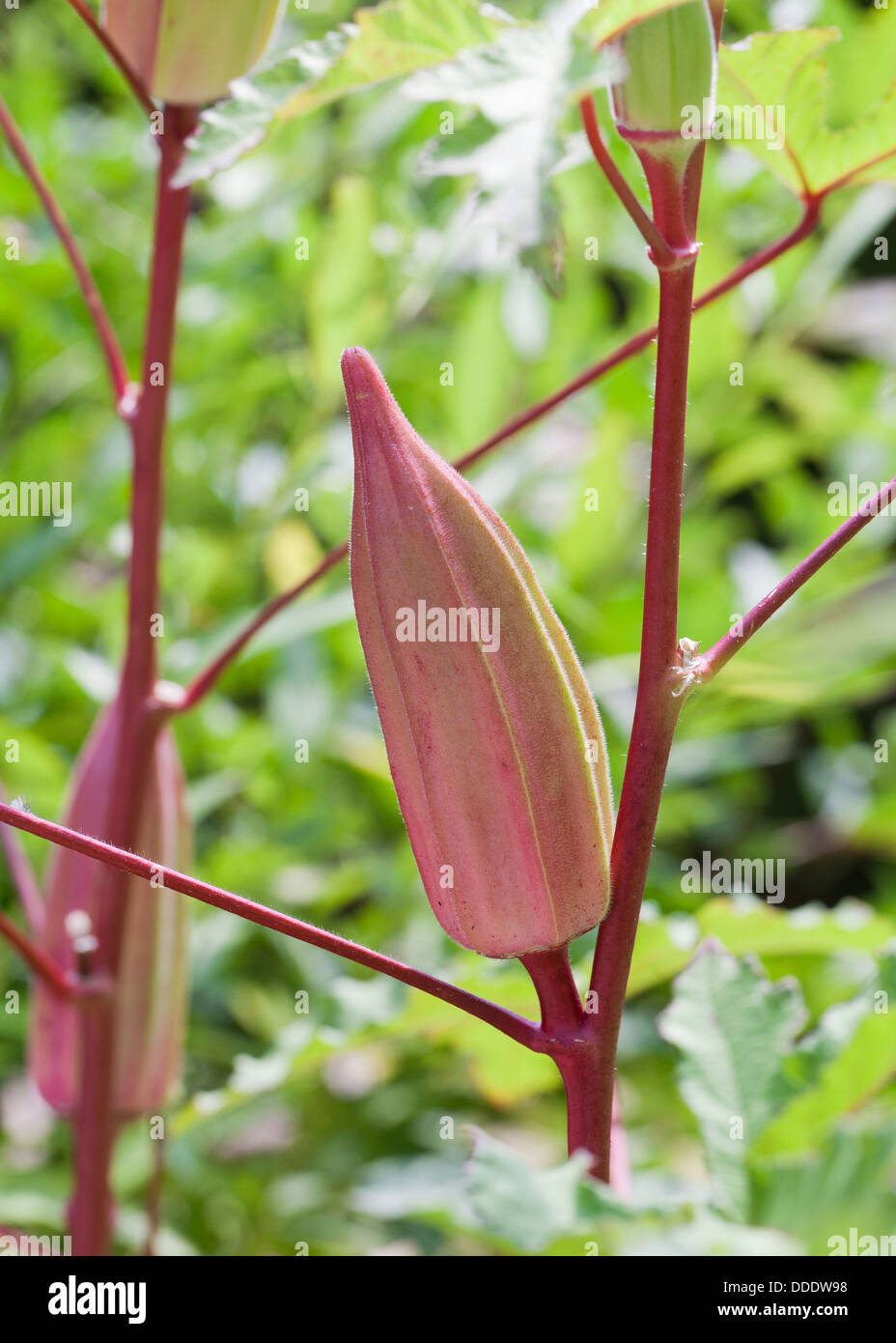 Short Red okra (Abelmoschus esculentus Stock Photo - Alamy