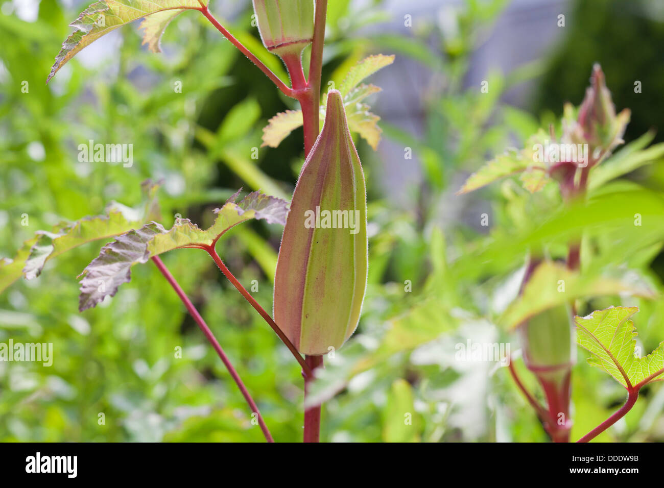 Short Red okra (Abelmoschus esculentus Stock Photo - Alamy