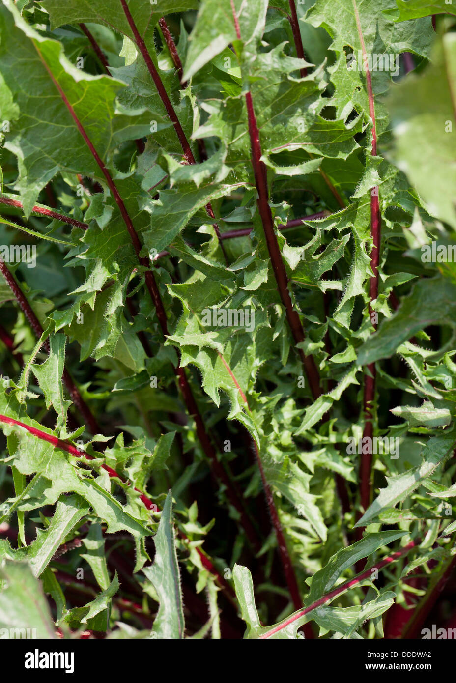 Red dandelion leaves - USA Stock Photo - Alamy
