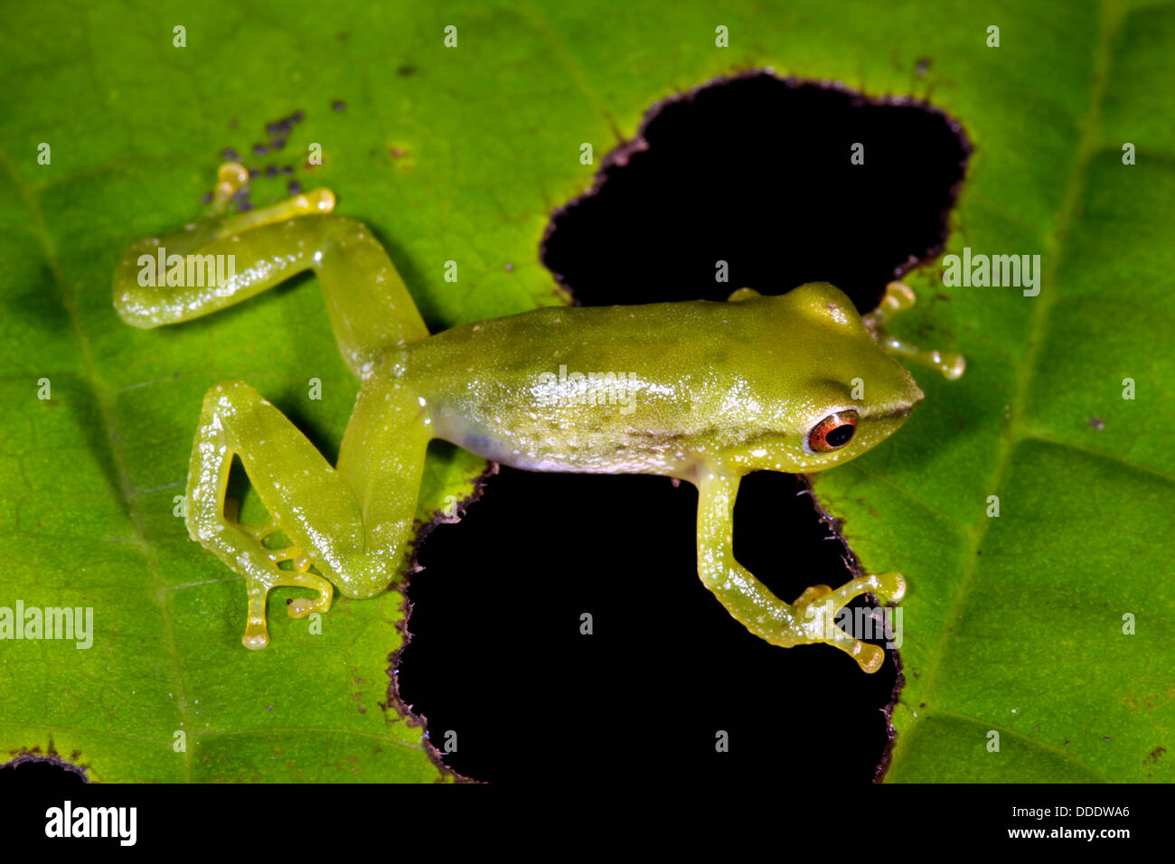 Peeping rain frog (Pristimantis pseudoacuminatus) crossing a hole in a ...